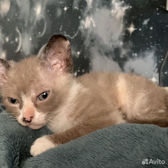 Левкая девочка