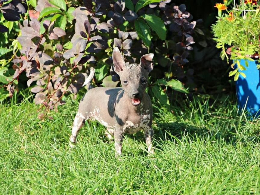 Мексиканская голая, красота в пятнышко