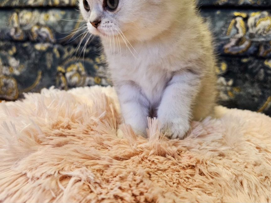 Котята золотая шиншилла
