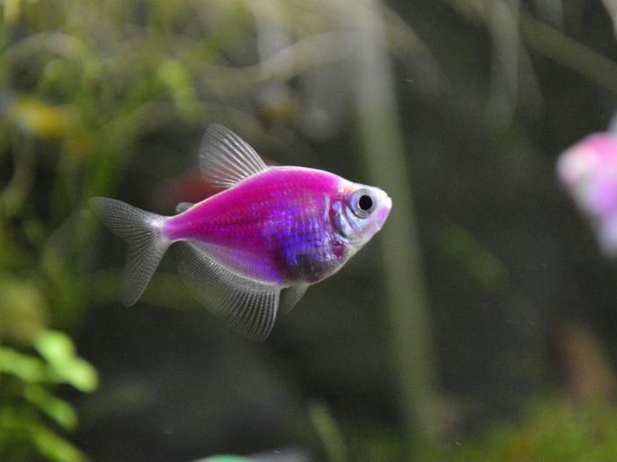 Отдам 6 тернеций