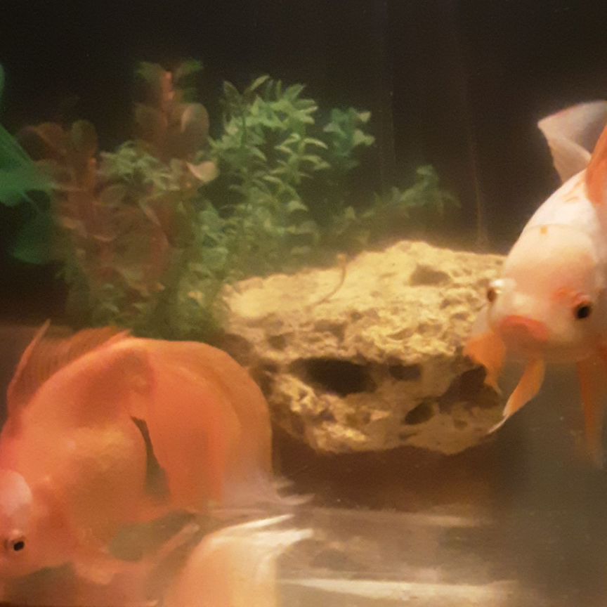 Золотые рыбки