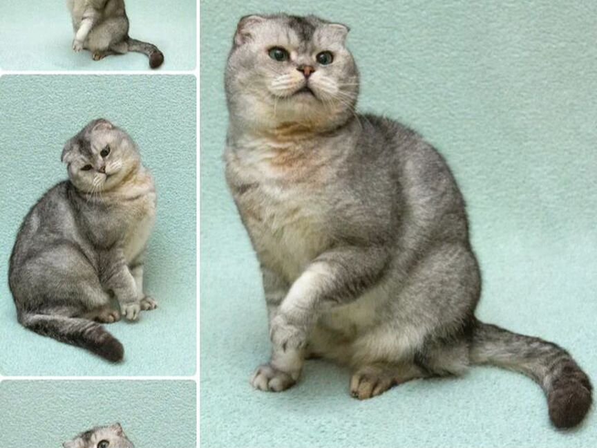 Шотландская