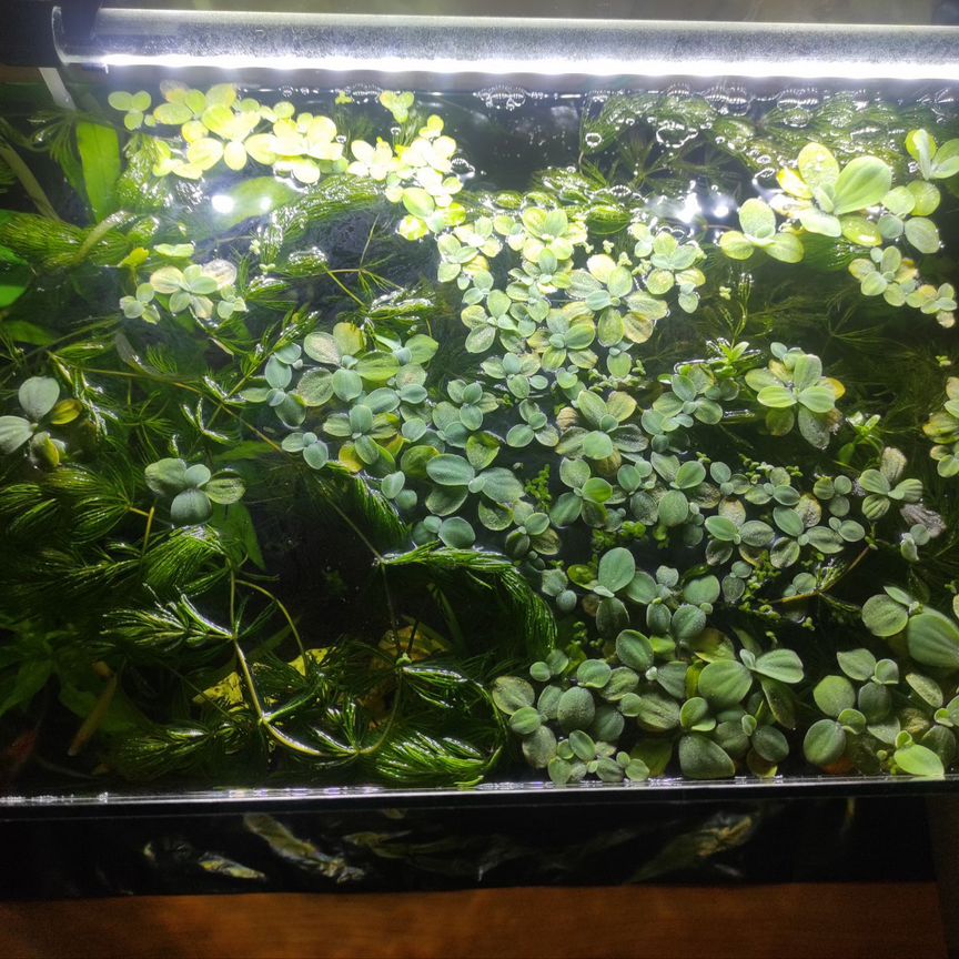 Аквариумные растения