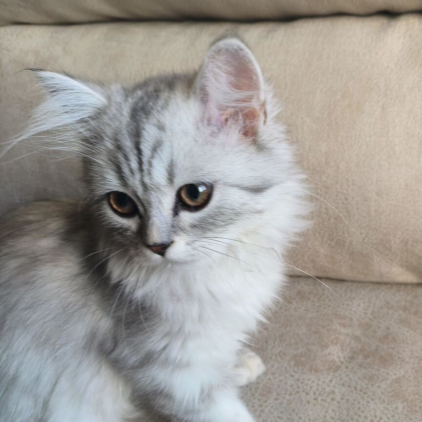 Шотландский котенок Скоттиш Страйт