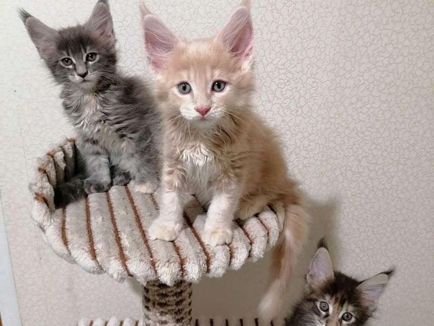 Продам котят Мейнкуна