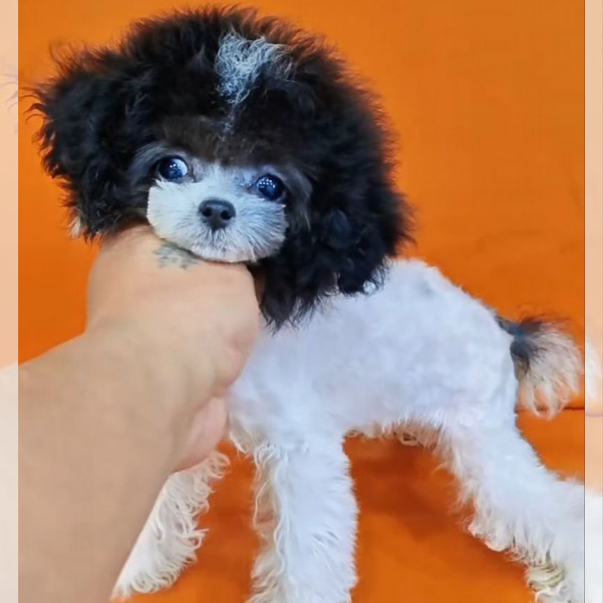 Той-пудель, щенок