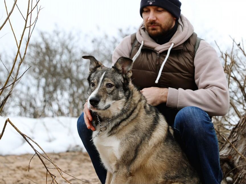 Пёс ищет семью