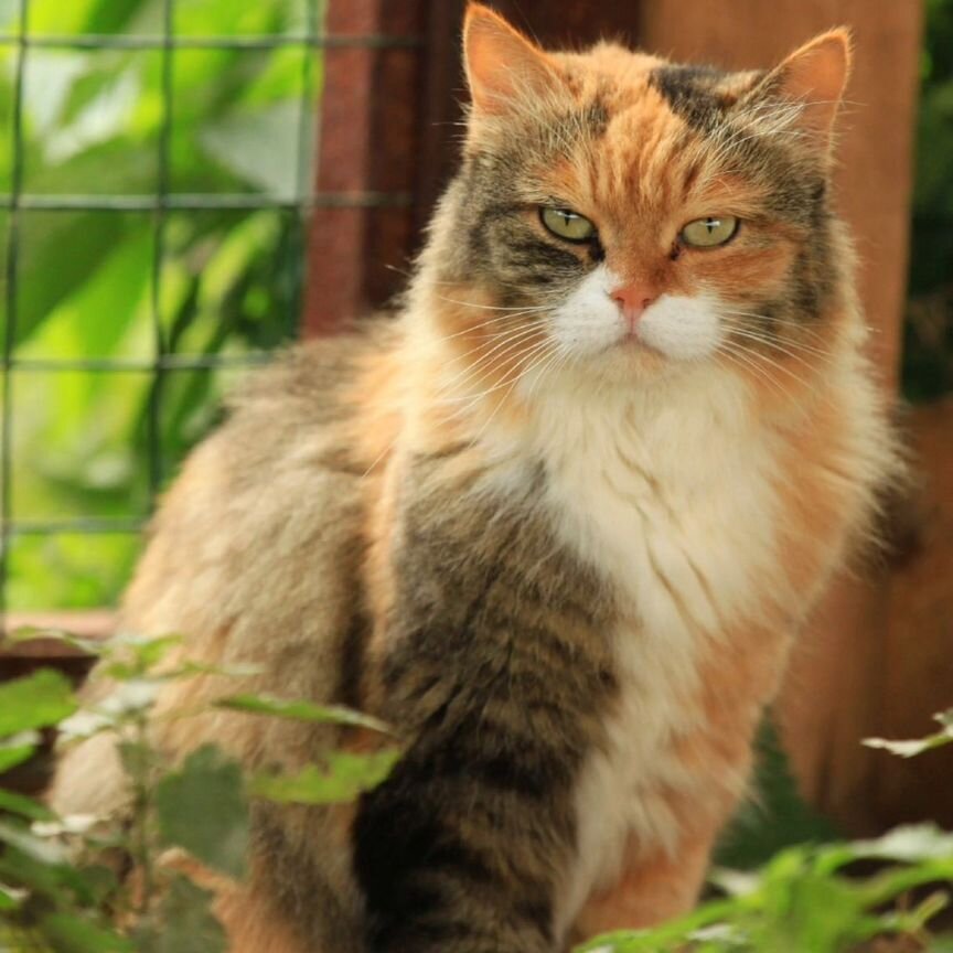 Красивейшая кошка