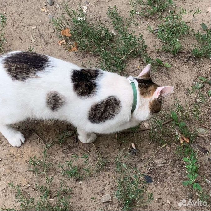 Чей кот/ кошка. Метро Горки