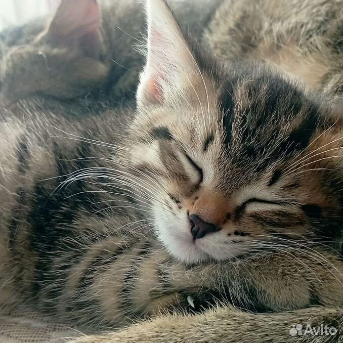 Кошка коненок