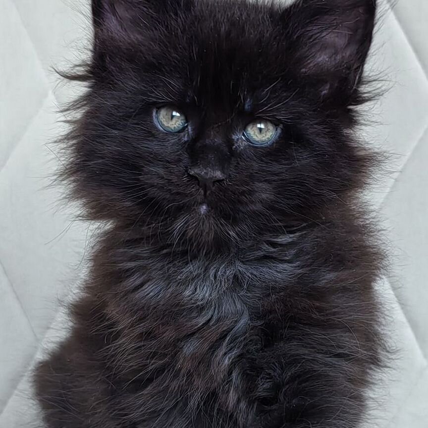 Лучшие котята Мейн кун