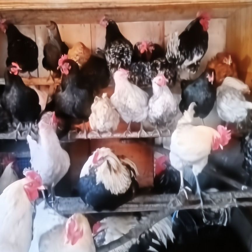 Курици, петухи