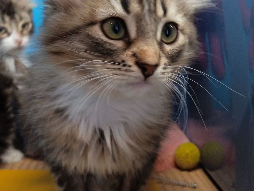 Котята девочки. Спасены с улицы