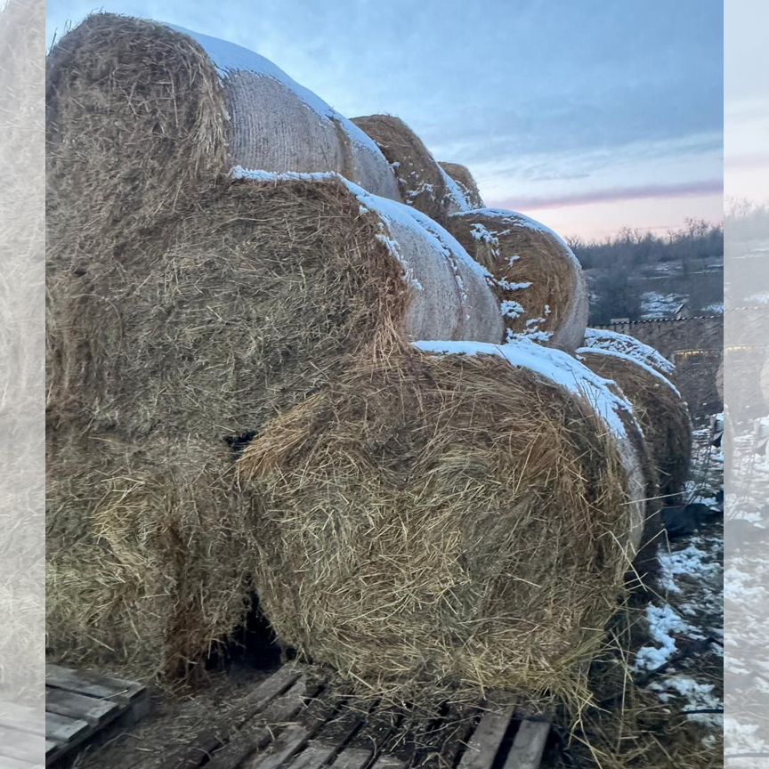 Сено люцерна