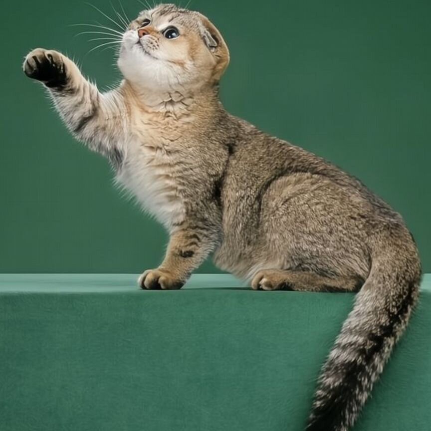 Шотландский вислоухий короткошёрстный котёнок