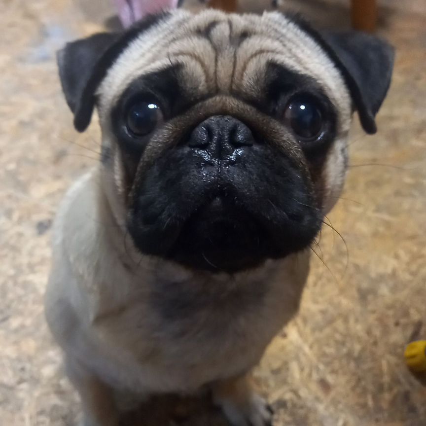 Мопс, взрослый пёс