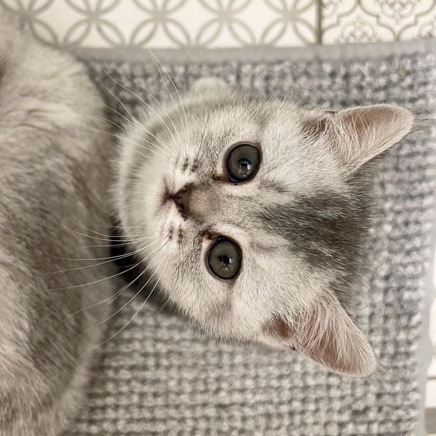 Шотландская вислоухая