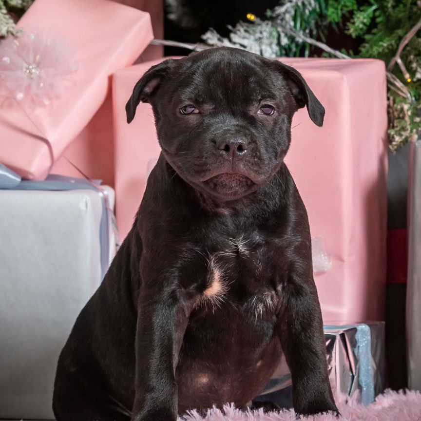 Кобель стаффи стаффордширский буль терьер