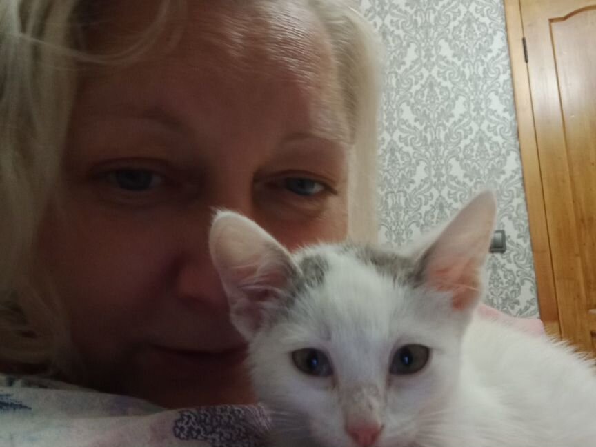 Котенок в добрую семью