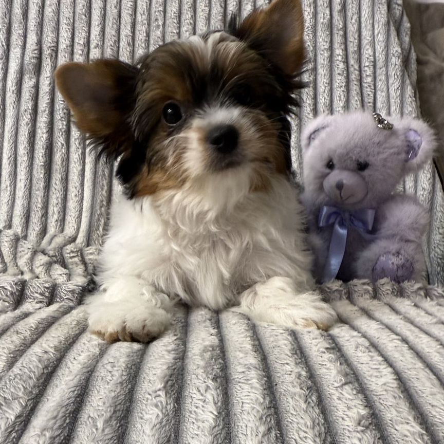 Бивер-йоркширский терьер, щенок