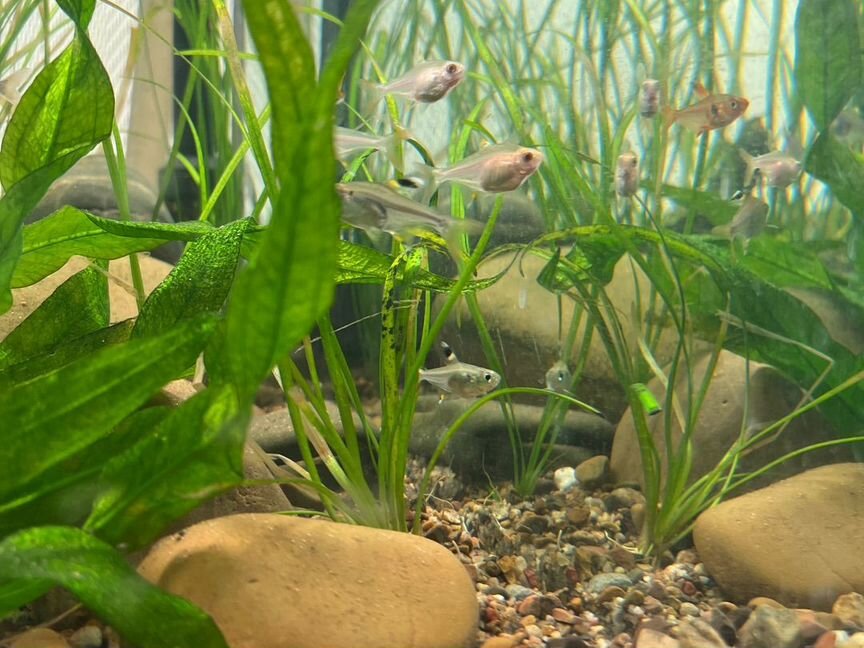 Пристелла, альбинос