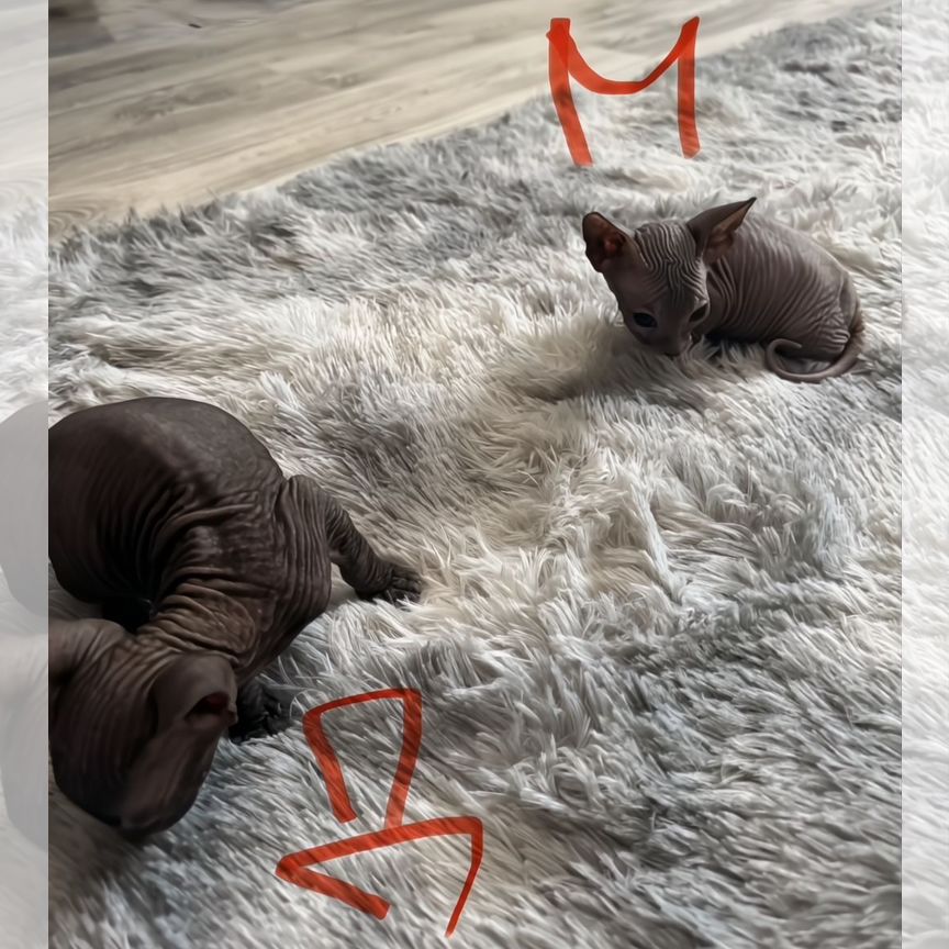 Канадский сфинкс котёнок