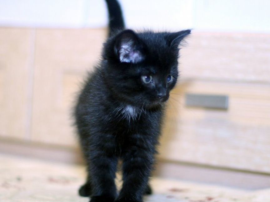 Котенок- мальчик для самых добрых людей