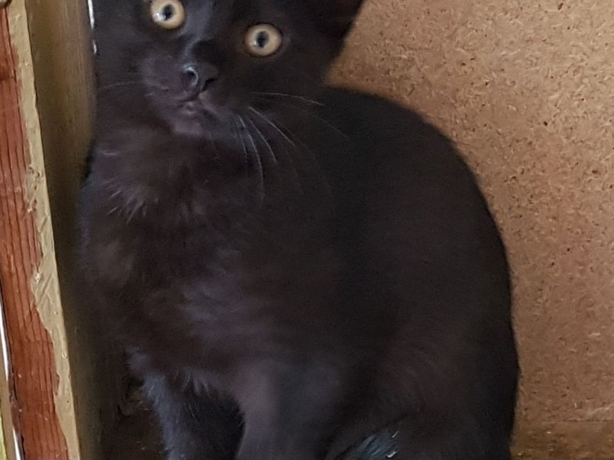 Котята ищут дом
