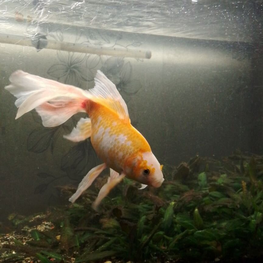 Золотая рыбка Комета