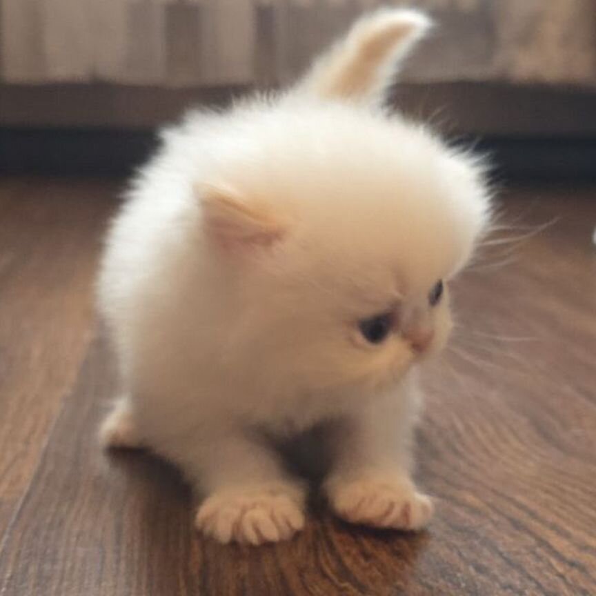 Экзотический короткошёрстный котёнок