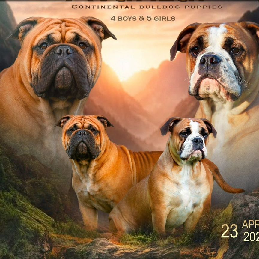 Континентальный бульдог, щенок