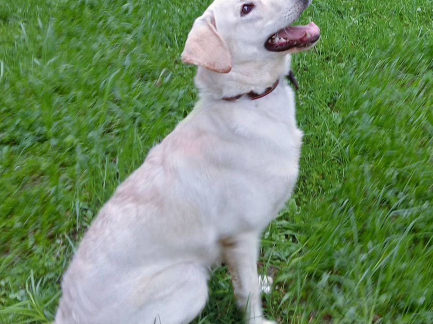 Собака в добрые руки отдам бесплатно