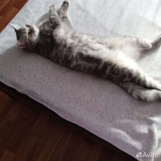 Кошка в дар шотланка