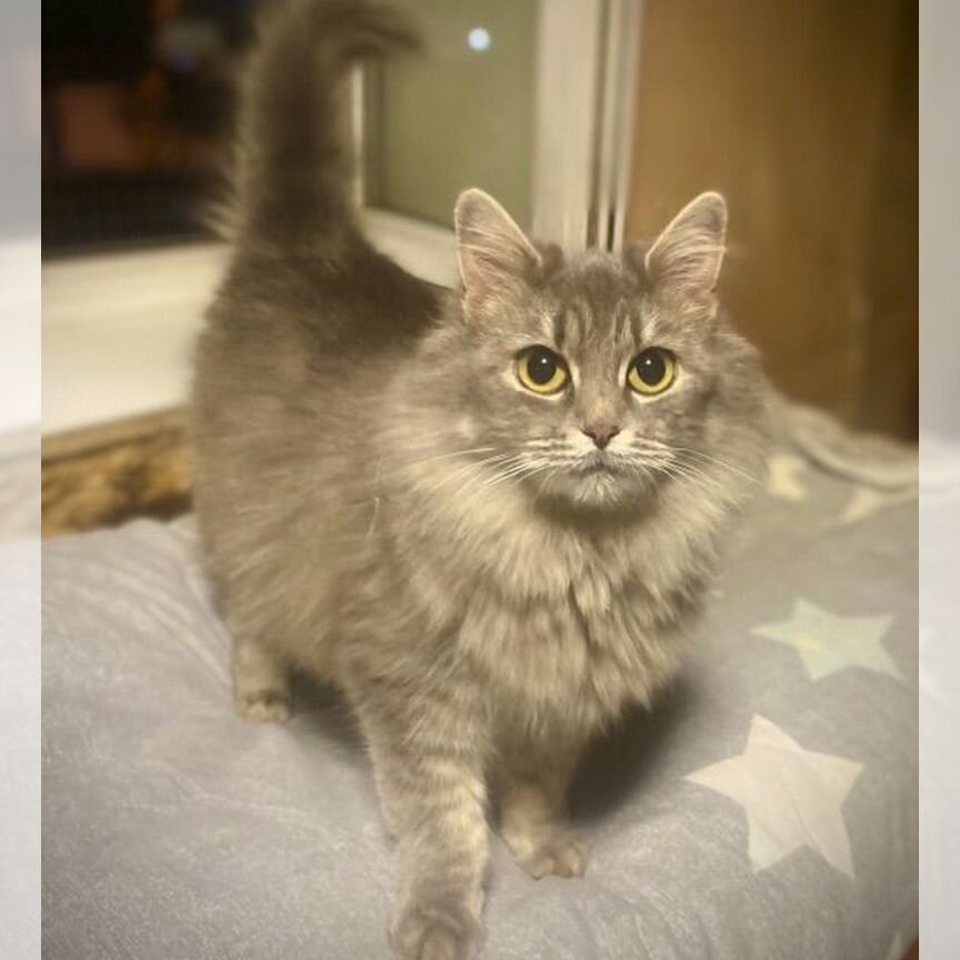 Взрослая кошка в добрые руки