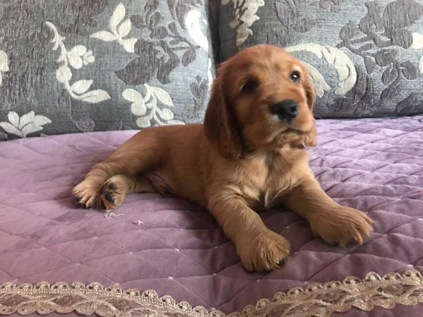 Маленькая собака