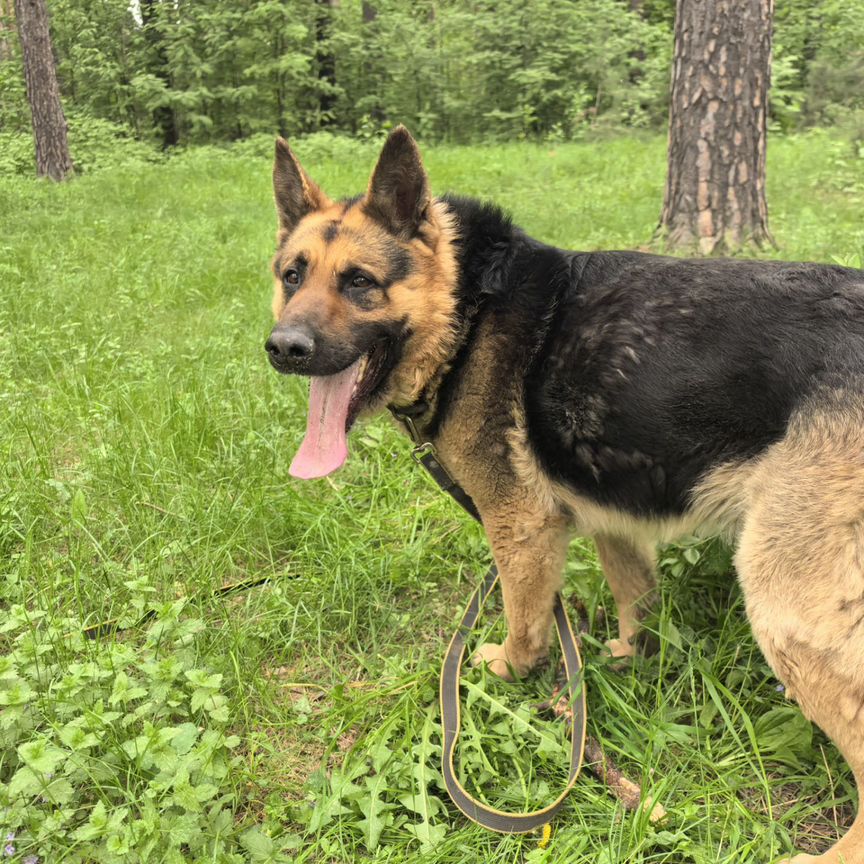 Случка Кабеля