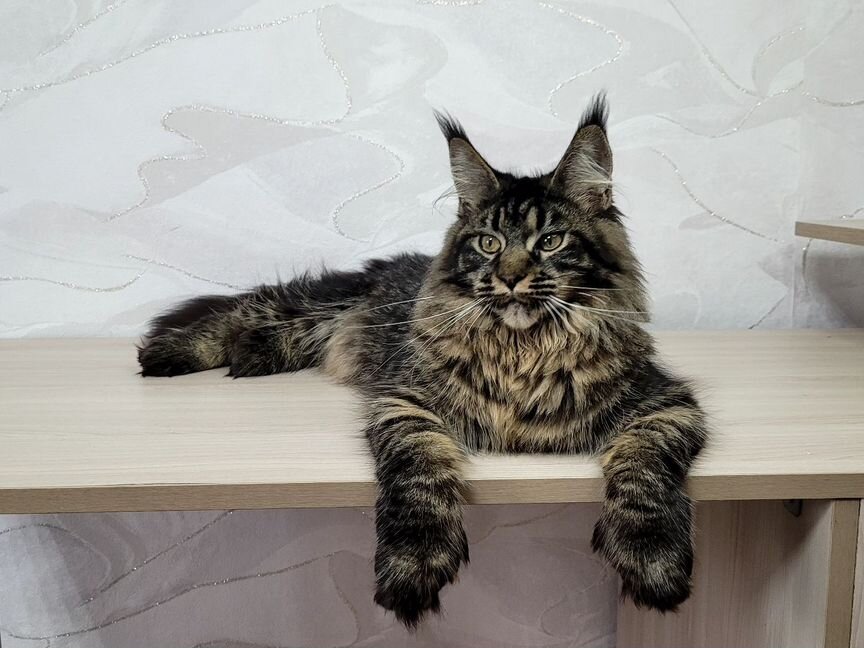 Котята мейн-кун полидакт