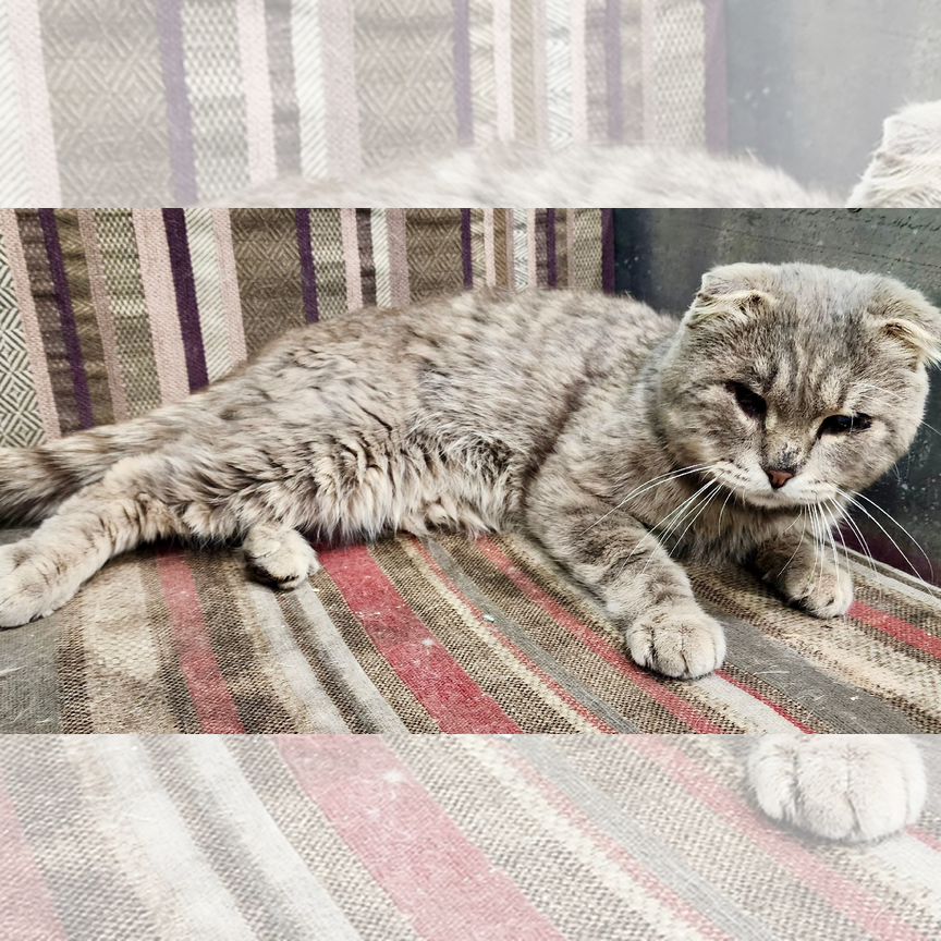 Шотландский вислоухий короткошёрстный кот, взрослый