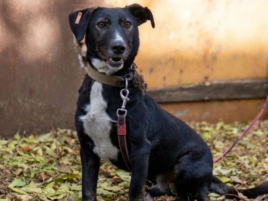 Милый Кабачок ищет дом