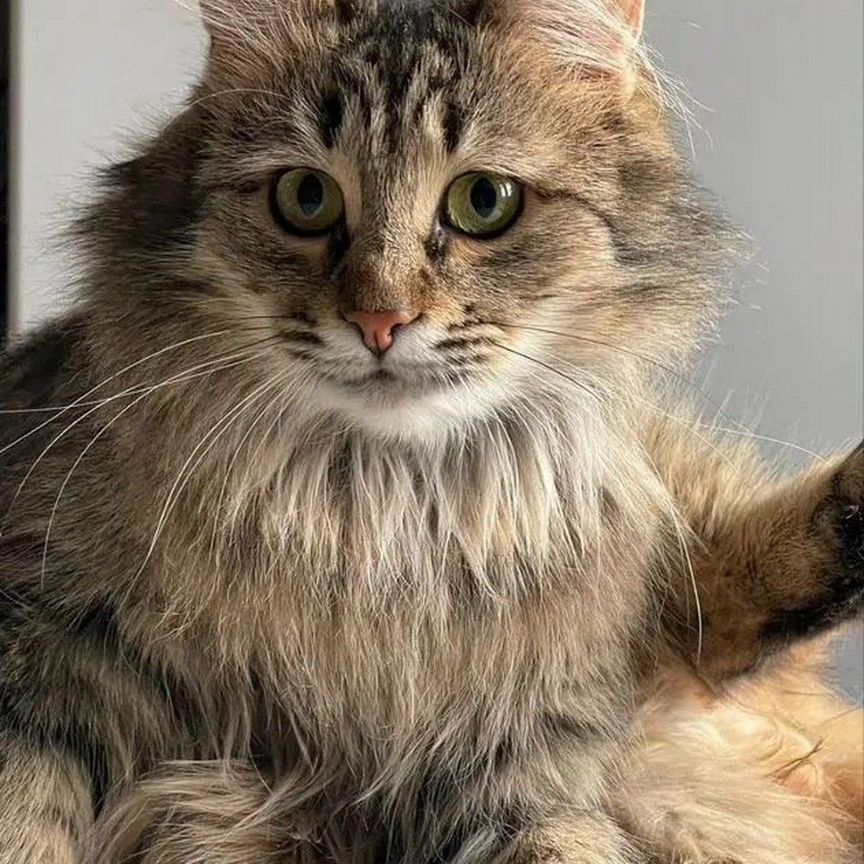 Взрослая, кошка в добрые руки