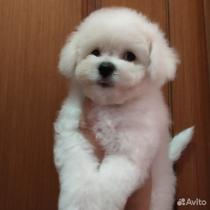 Мальчики и девочки Бишончики