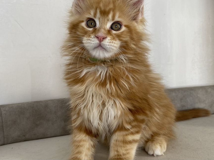 Мейн-кун мальчик