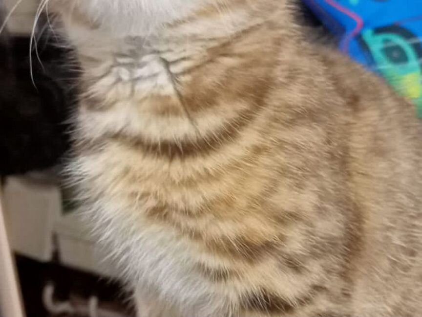 Котек шотландский