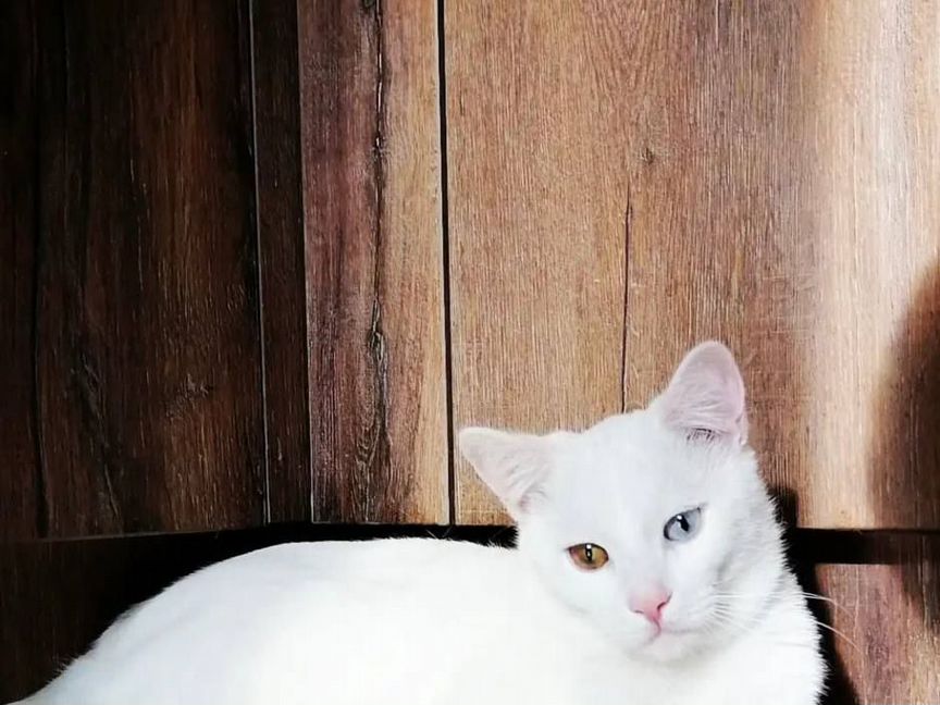 Коты в добрые руки