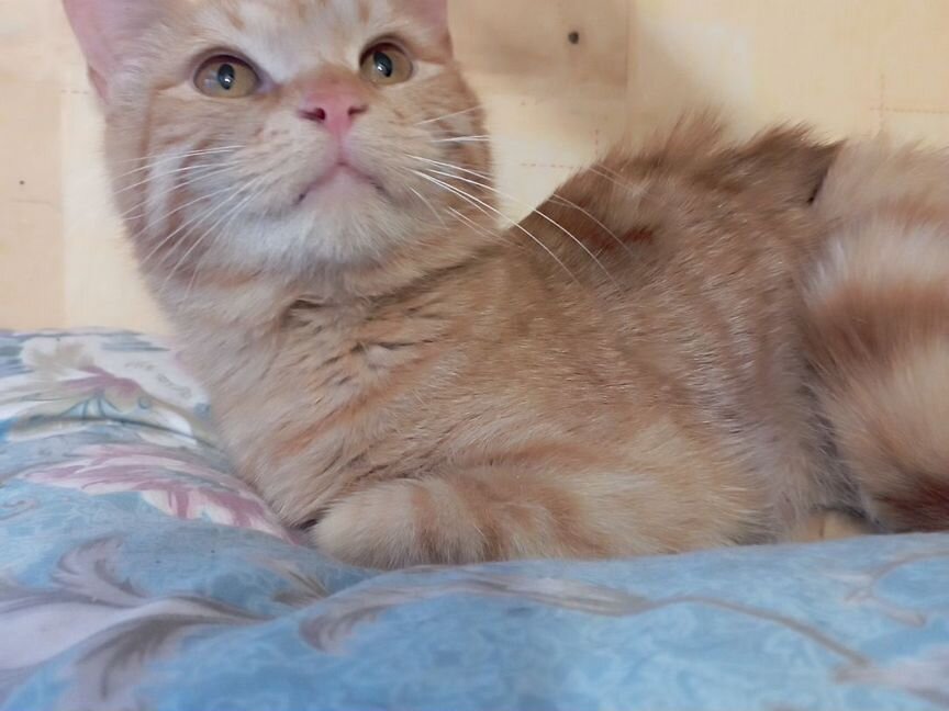 Котëнок Крекер в добрые руки