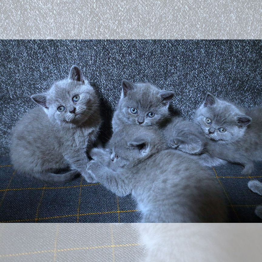 Британские котята