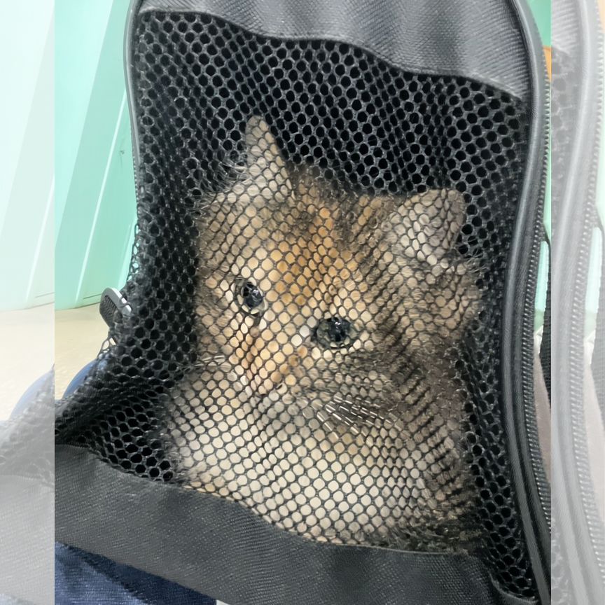 Взрослая, кошка в добрые руки