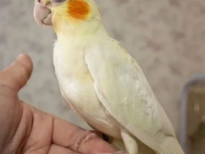 Попугай корелла ручной