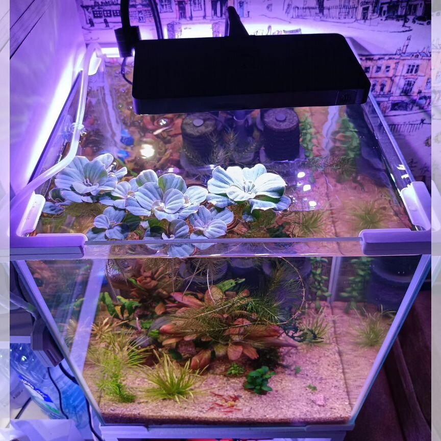 Аквариумные растения прополка