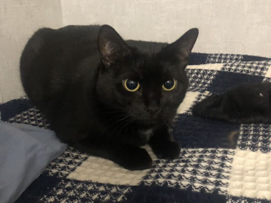 Кошка